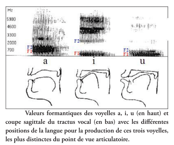 Phonétique du fle: les essenteils