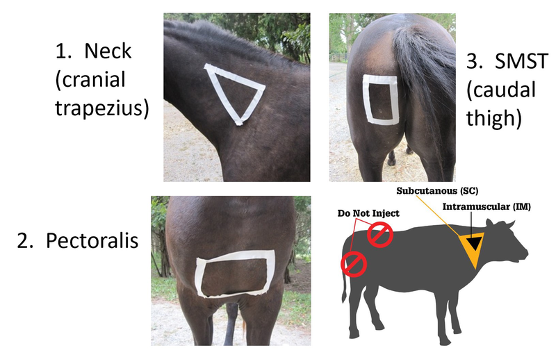 Equine Muscle Injection at Wilbur Pritt blog