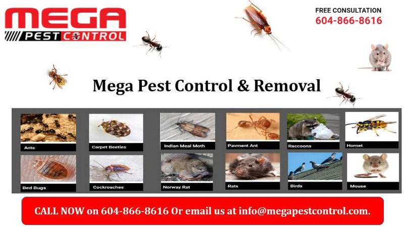 Important Tips For Healthy and Safe Environment – Pest Control Service ...